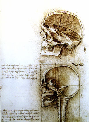 Anatomical Design Leonardo Da Vinci Medical Editorial Stock Photo ...