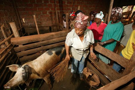 63 Piggery Stock Pictures, Editorial Images and Stock Photos | Shutterstock