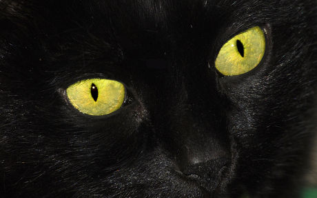 Eyes Black Cat Editorial Stock Photo - Stock Image | Shutterstock