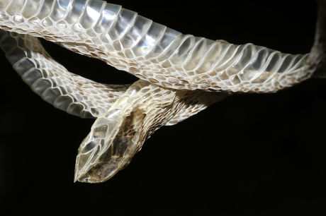 61 Snakes skin Stock Pictures, Editorial Images and Stock Photos ...