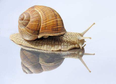 250 Feelers Stock Pictures, Editorial Images and Stock Photos ...