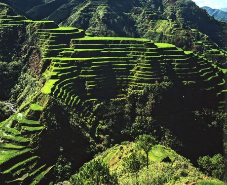 55 Filipino ifugao Stock Pictures, Editorial Images and Stock Photos ...