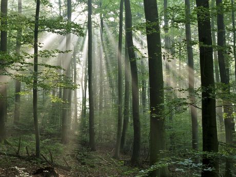 73 Oden forest Stock Pictures, Editorial Images and Stock Photos ...