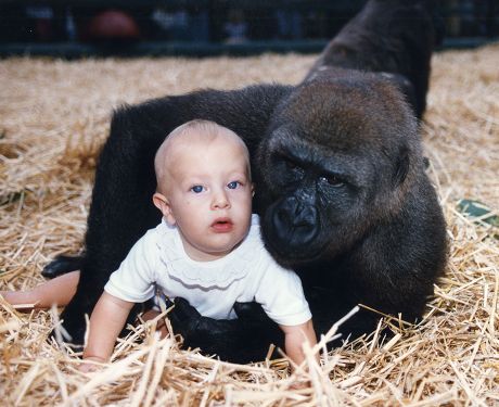 Tansy Aspinall Gorilla Howletts Zoo Kent Editorial Stock Photo - Stock ...