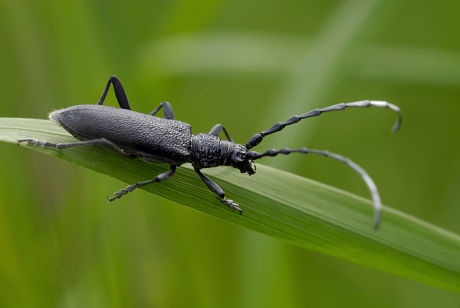 250 Insect antenna Stock Pictures, Editorial Images and Stock Photos ...