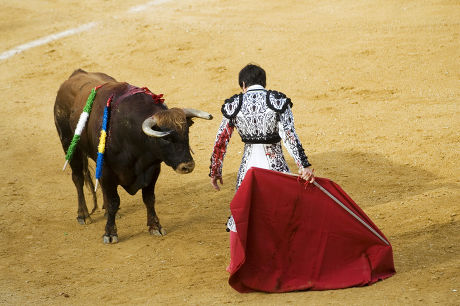 Torero Bull Bull Fight Benidorm Spain Editorial Stock Photo - Stock ...