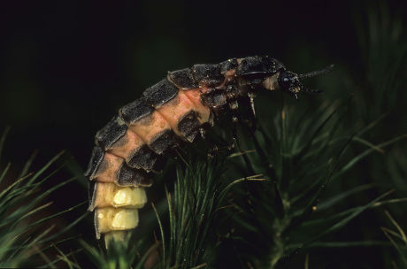 4 Glowflies Stock Pictures, Editorial Images and Stock Photos ...