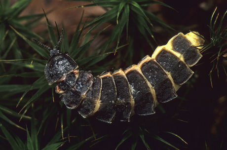 4 Glowflies Stock Pictures, Editorial Images and Stock Photos ...