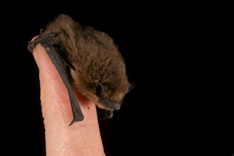 72 Common bats Stock Pictures, Editorial Images and Stock Photos ...