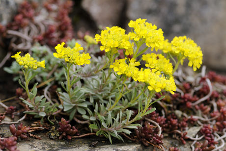 250 Crucifer Stock Pictures, Editorial Images and Stock Photos ...