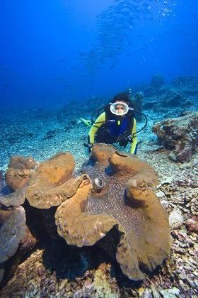 Model Released Diver Giant Clam Killer Editorial Stock Photo - Stock ...