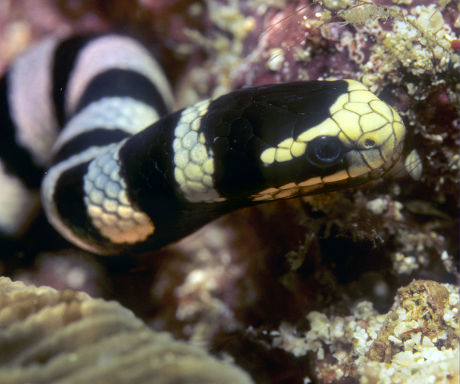 Banded Sea Krait Banded Sea Snake Editorial Stock Photo - Stock Image ...