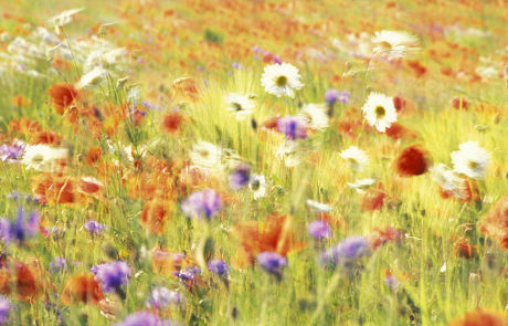 250 Flowery field Stock Pictures, Editorial Images and Stock Photos ...