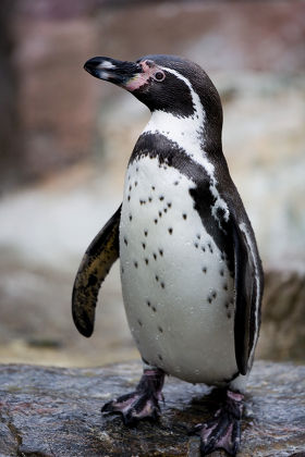24 Pinguin Stock Pictures, Editorial Images and Stock Photos | Shutterstock