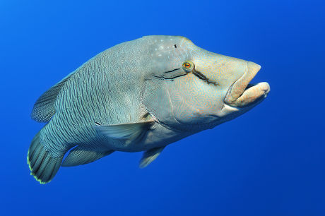 65 Napoleon fish Stock Pictures, Editorial Images and Stock Photos ...