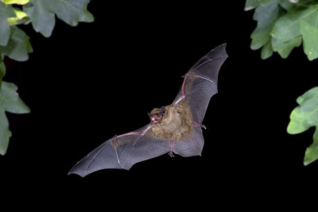 Lesser Noctule Leislers Bat Nyctalus Leisleri Editorial Stock Photo ...