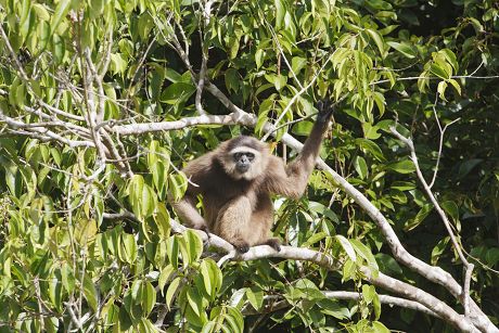 250 Lesser apes Stock Pictures, Editorial Images and Stock Photos ...