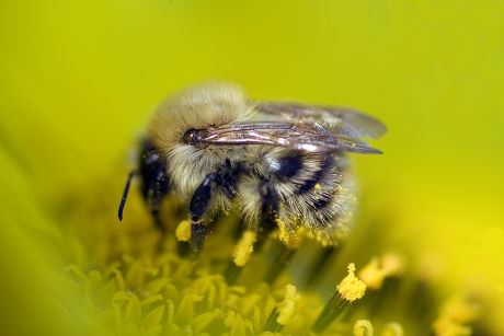 1 Humblebees Stock Pictures, Editorial Images and Stock Photos ...