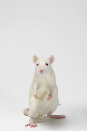 64 Lab rat Stock Pictures, Editorial Images and Stock Photos | Shutterstock