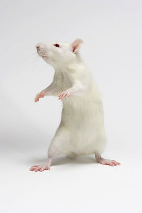 64 Lab rat Stock Pictures, Editorial Images and Stock Photos | Shutterstock