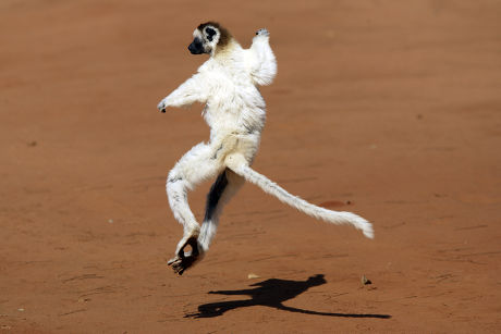 41 Monkey dances Stock Pictures, Editorial Images and Stock Photos ...