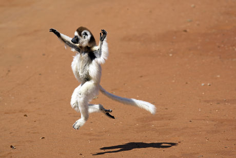 41 Monkey dances Stock Pictures, Editorial Images and Stock Photos ...