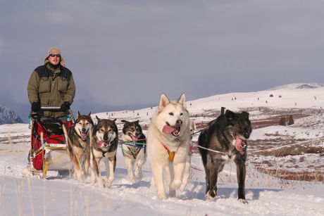 250 Alaskan man Stock Pictures, Editorial Images and Stock Photos ...