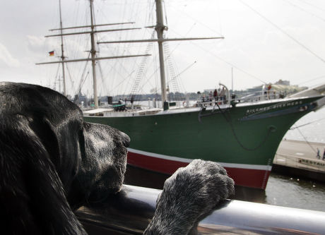 German Shorthaired Pointer Staring Ships Hamburg Editorial Stock Photo ...