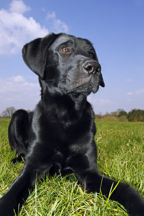 Portrait Young Black Male Labrador Retriever Editorial Stock Photo ...