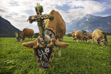 Decorated Cow During Almabtrieb Ceremonial Driving Editorial Stock ...