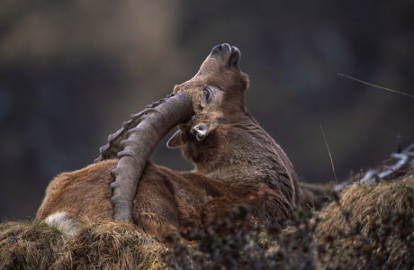 250 Cloven hoofed animal Stock Pictures, Editorial Images and Stock ...
