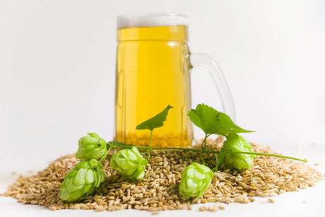 Beer Barley Hop Editorial Stock Photo - Stock Image | Shutterstock
