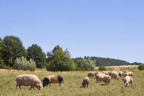 63 Piggery Stock Pictures, Editorial Images and Stock Photos | Shutterstock