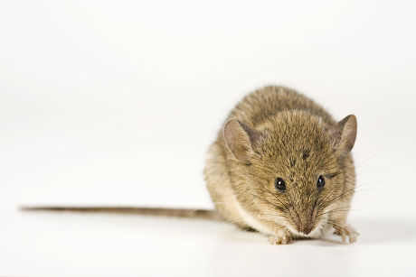 House Mouse Mus Musculus Editorial Stock Photo - Stock Image | Shutterstock