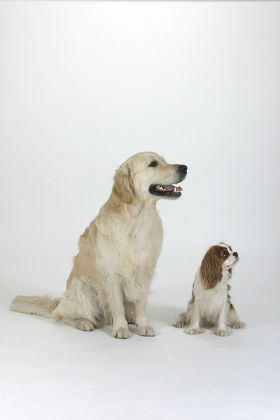 3 Oppositeness Stock Pictures, Editorial Images and Stock Photos ...
