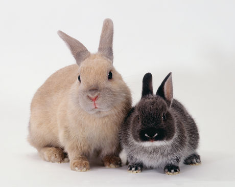 Dwarf Rabbit Young Editorial Stock Photo - Stock Image | Shutterstock