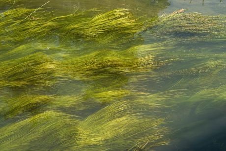 Algae Grass Small Creek Editorial Stock Photo - Stock Image | Shutterstock