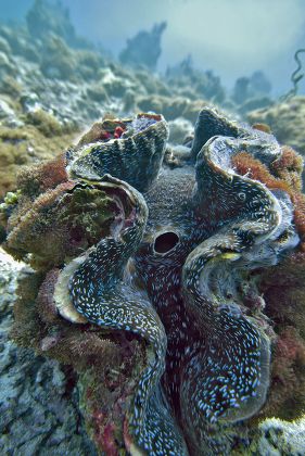 Giant Clam Tridacna Gigas Vakarufalhiari Atoll Editorial Stock Photo ...