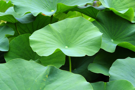 500 Hydrophytes Stock Pictures, Editorial Images and Stock Photos ...