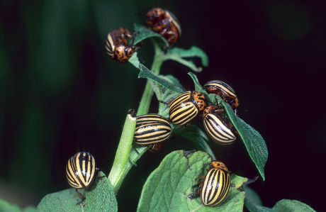 58 Potato beetle Stock Pictures, Editorial Images and Stock Photos ...