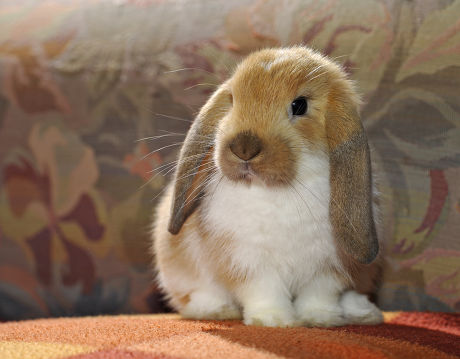 English Lop Male Editorial Stock Photo - Stock Image | Shutterstock