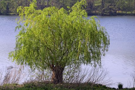 51 Osier Stock Pictures, Editorial Images and Stock Photos | Shutterstock