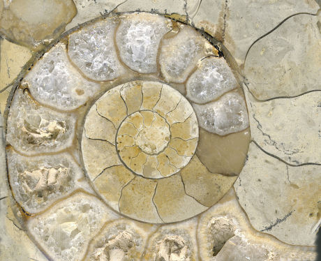 Circle Shell Fossil Editorial Stock Photo - Stock Image | Shutterstock