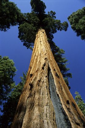 Sequoia Mariposa Grove Giant Trees National Editorial Stock Photo ...