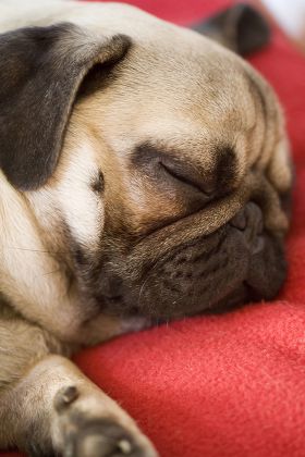 6 Puglet Stock Pictures, Editorial Images and Stock Photos | Shutterstock