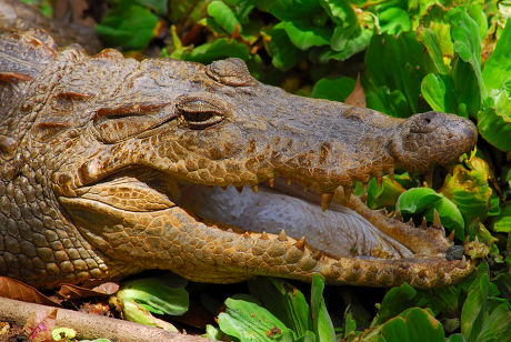 41 Alligator habitat Stock Pictures, Editorial Images and Stock Photos ...