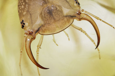 500 Weird odd Stock Pictures, Editorial Images and Stock Photos ...