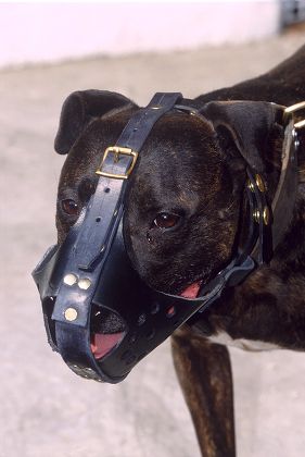 American Pit Bull Terrier Wearing Muzzle Editorial Stock Photo - Stock ...