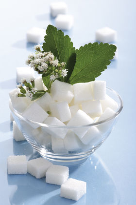 Blossoming Stevia Stevia Rebaudiana Sugar Cubes Editorial Stock Photo ...