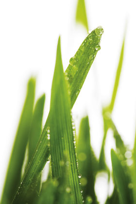 500 Dampish Stock Pictures, Editorial Images and Stock Photos ...